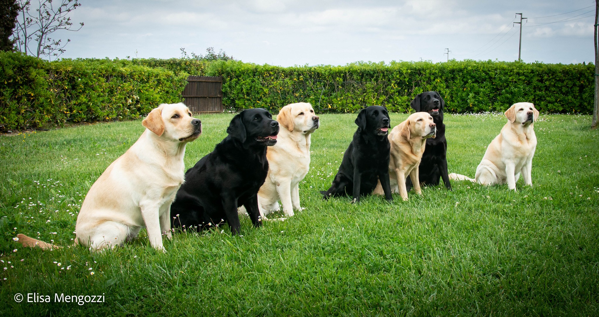 I Nostri Cani – Acque Lucenti – Labrador Retriever